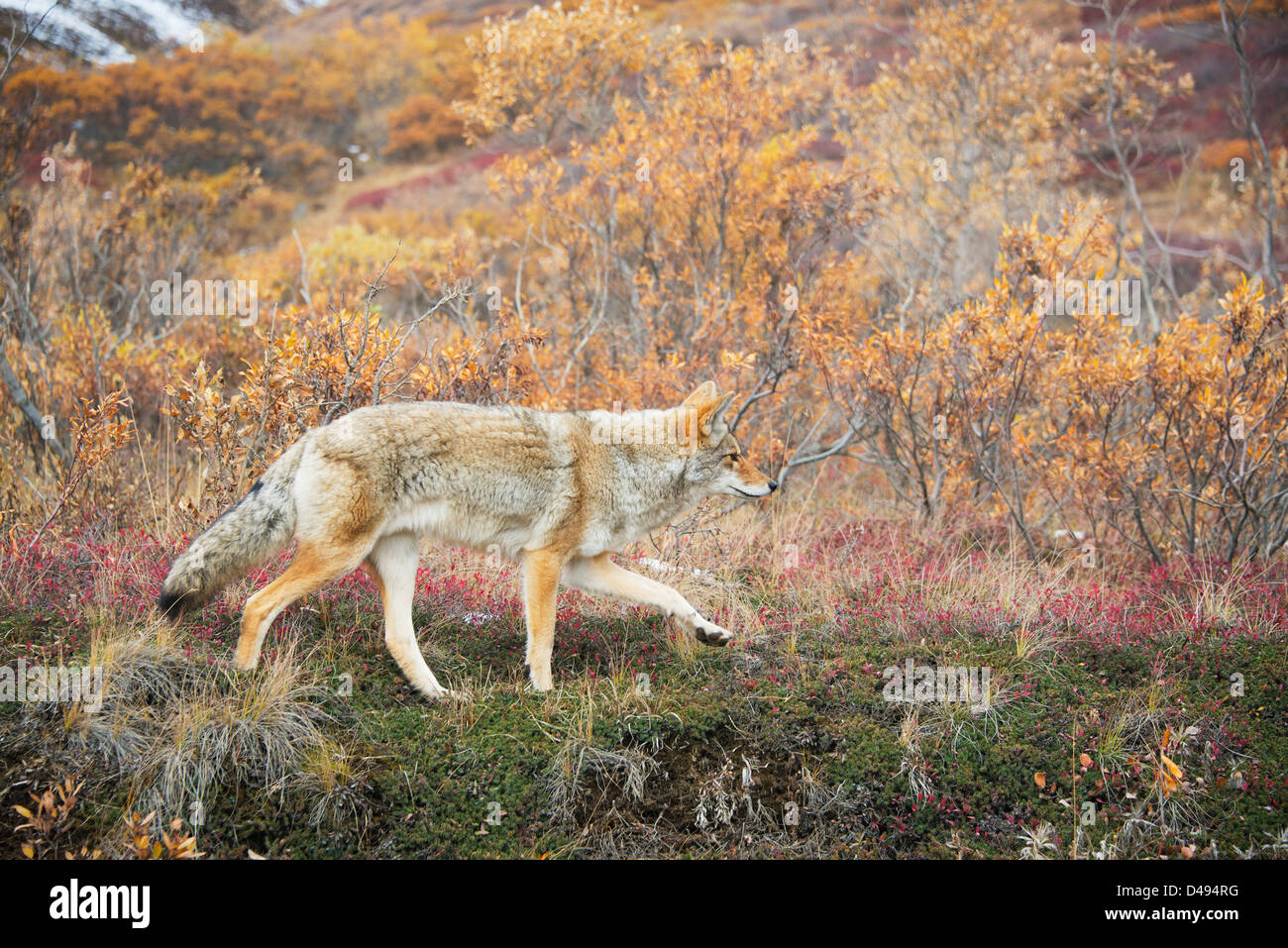Coyote alaska wildlife hi-res stock photography and images - Alamy