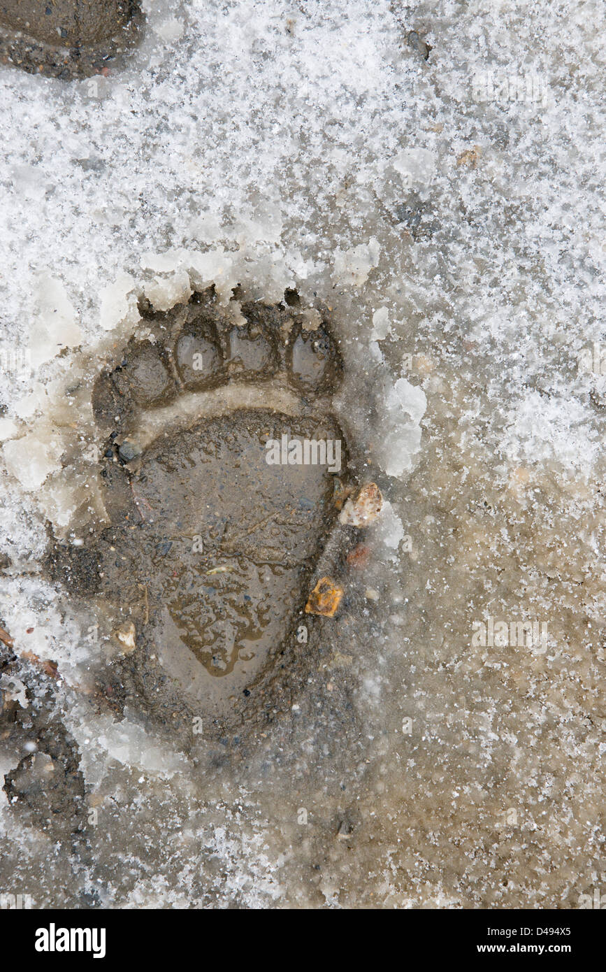 Bear Paw Prints In Snow In Denali National Park;Alaska United States Of ...