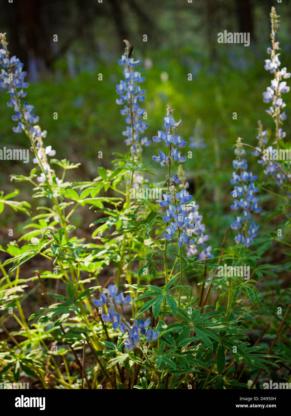 Silvery lupine native to much of western North America from the ...