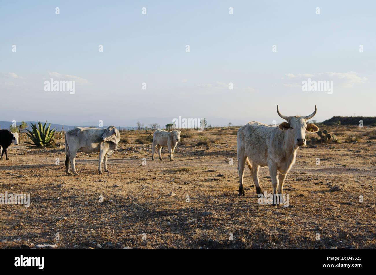 Cattle Ranch;Pozos Guanajuato Mexico Stock Photo - Alamy