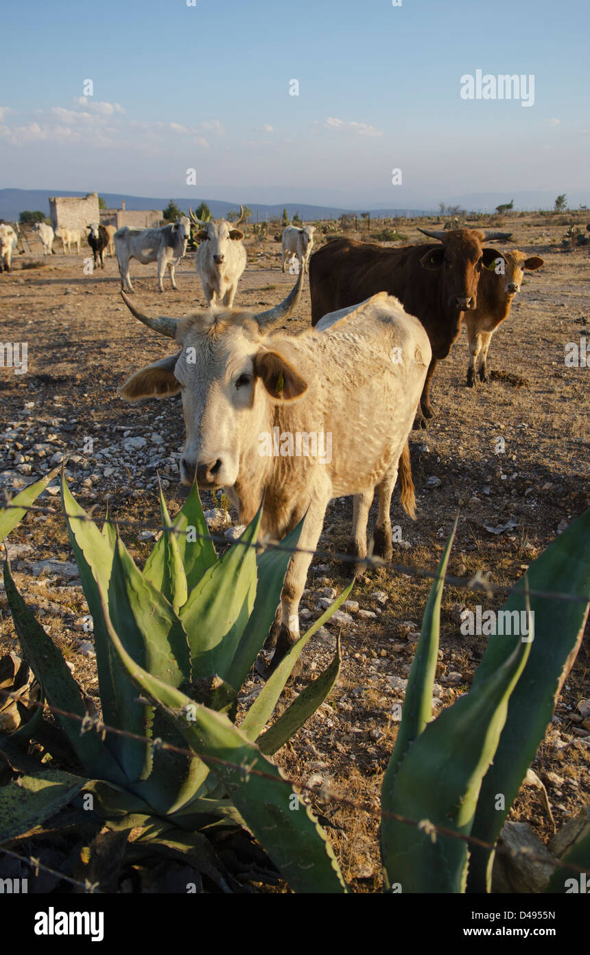 Cattle Ranch;Pozos Guanajuato Mexico Stock Photo - Alamy