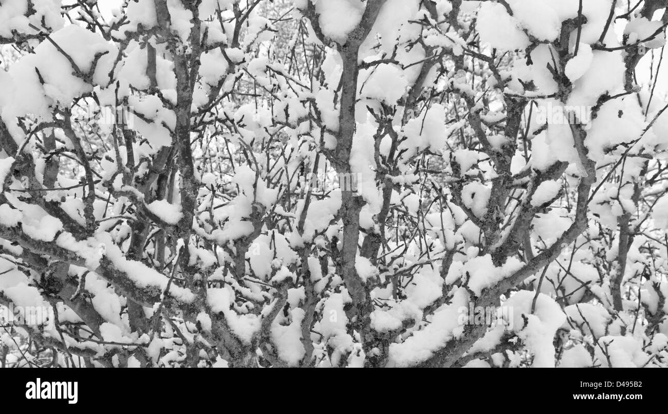 Covered in snow blizzard Black and White Stock Photos & Images - Alamy