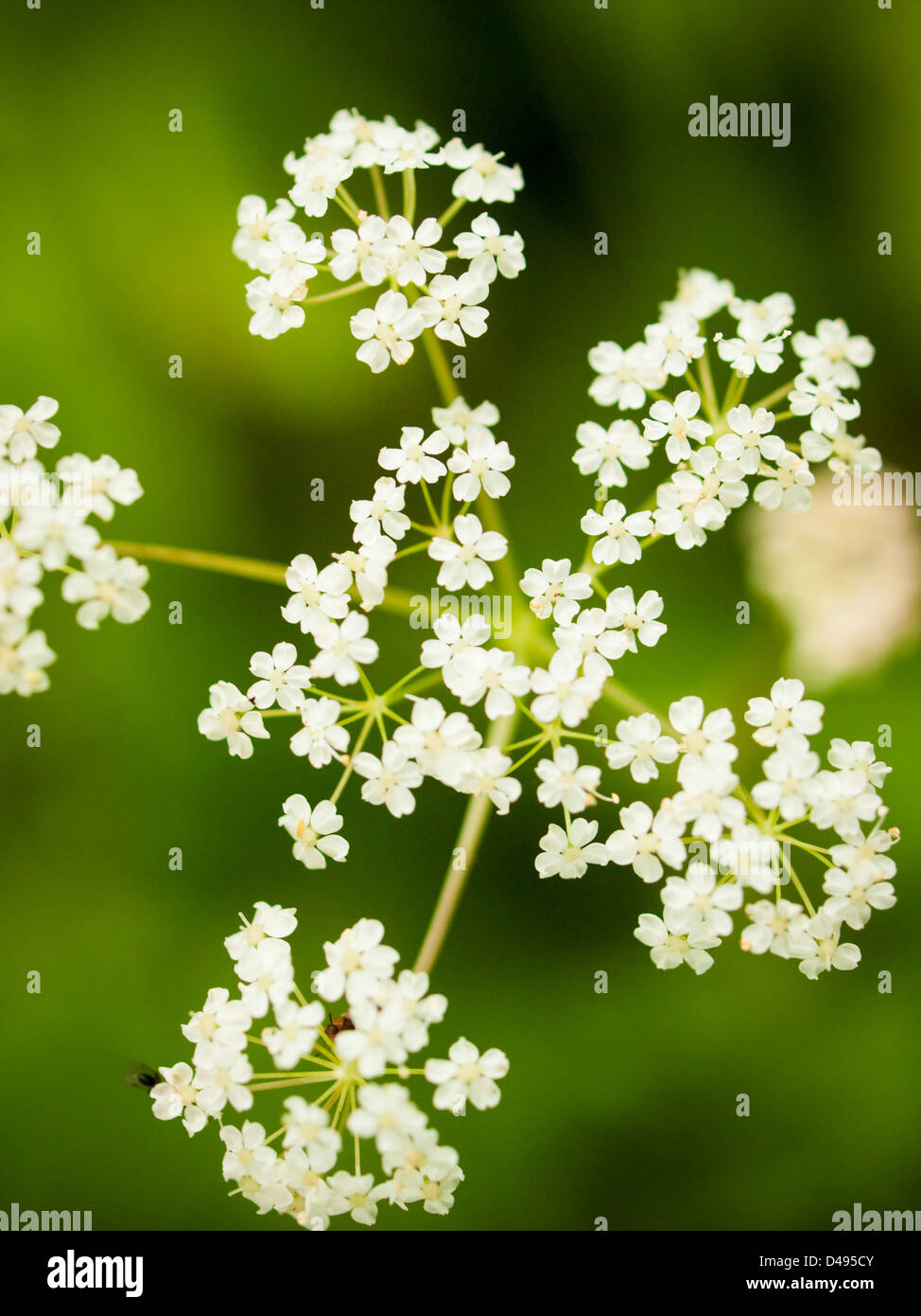 Osha flowers in full bloom on forest floor in the mountains Stock Photo ...
