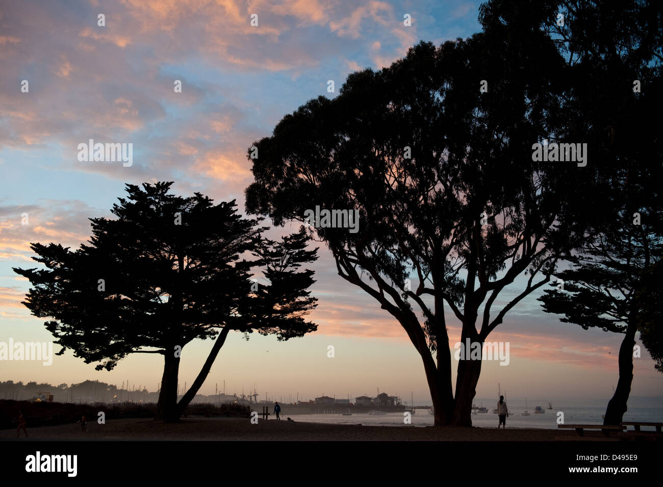 Monterey, USA, trees on the beach in backlight Stock Photo - Alamy