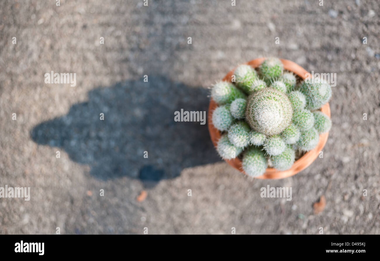 Cactus on ground hi-res stock photography and images - Alamy