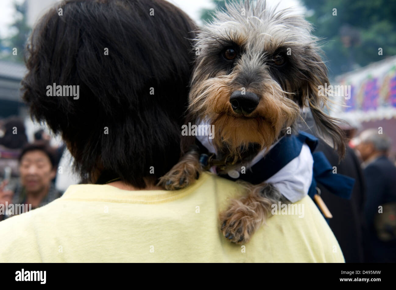 A dog, being carried on the shoulder of a pet owner in Japan, seems ...
