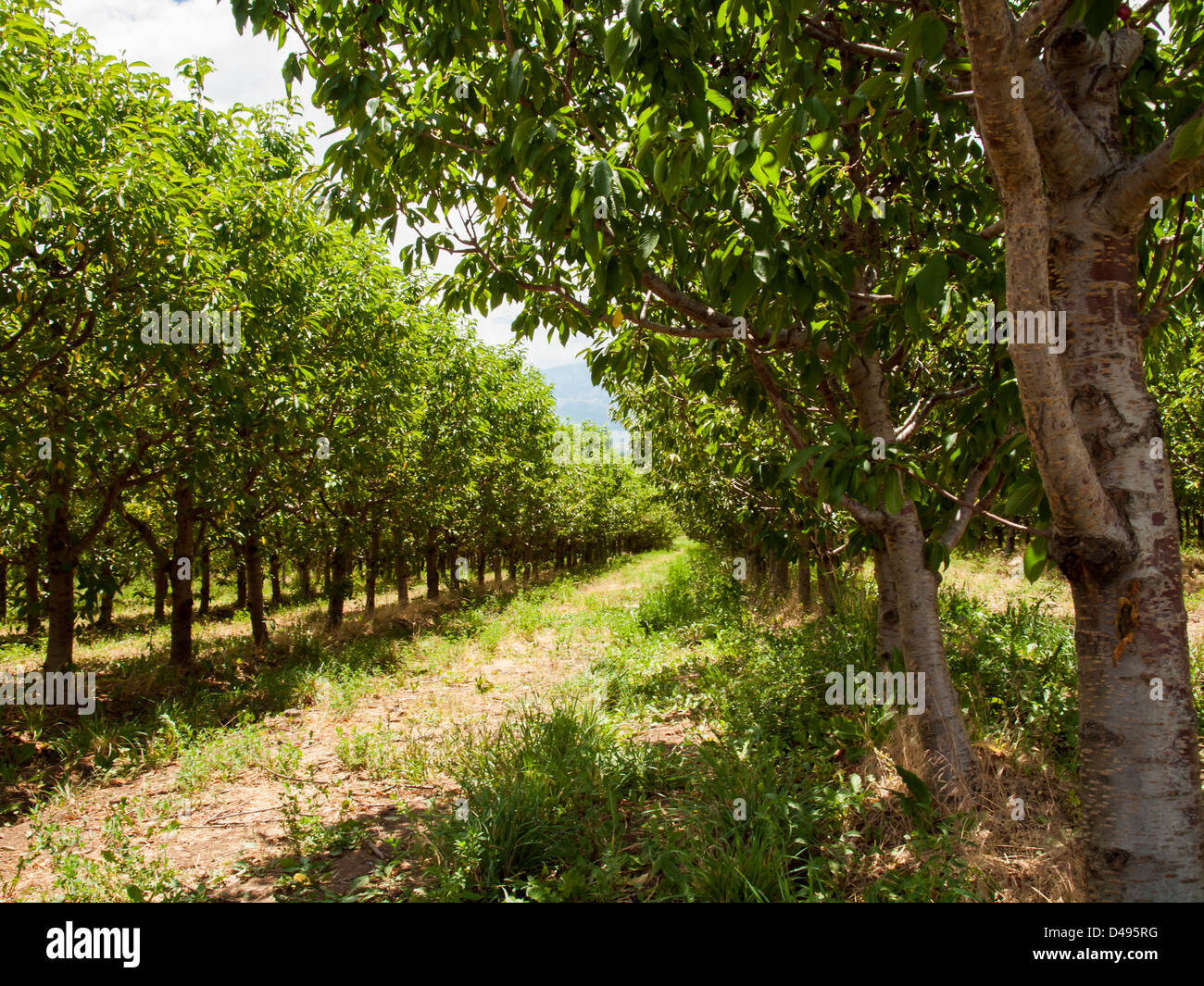 Cherry farm on western slopes of Colorado Stock Photo - Alamy