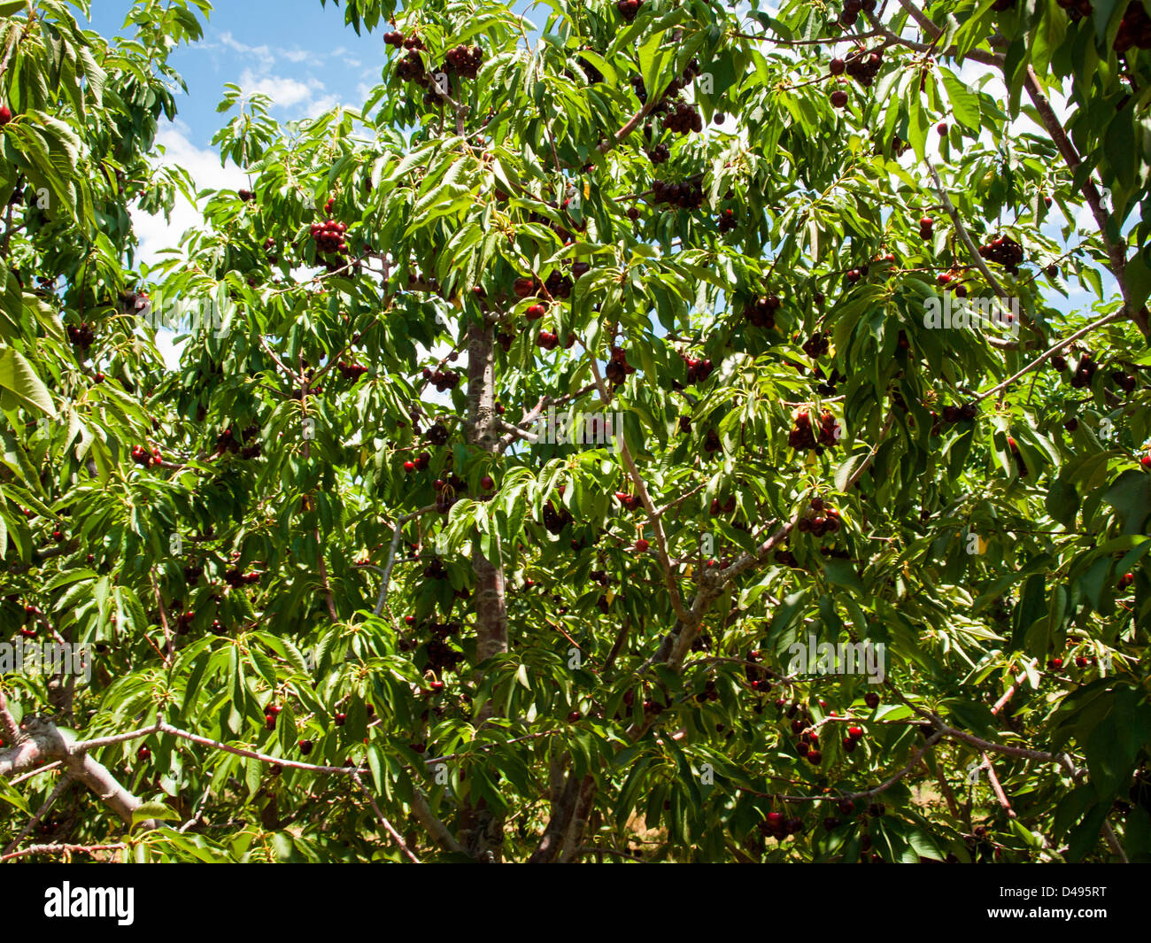 Cherry farm on western slopes of Colorado Stock Photo - Alamy
