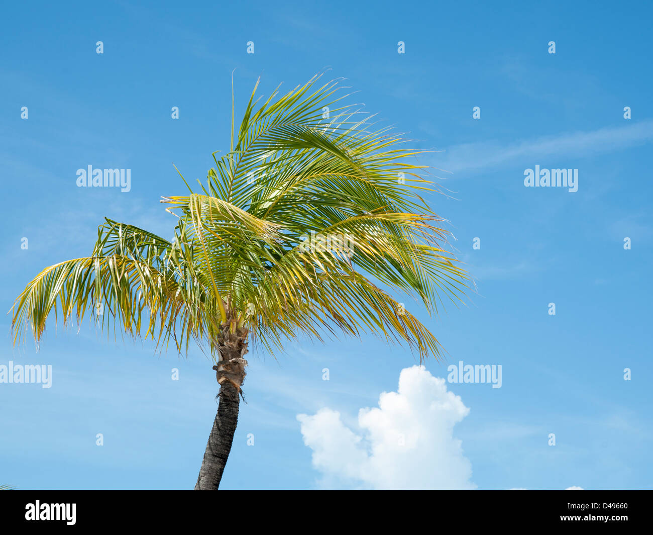Palm tree in breeze,against blue sky Stock Photo - Alamy