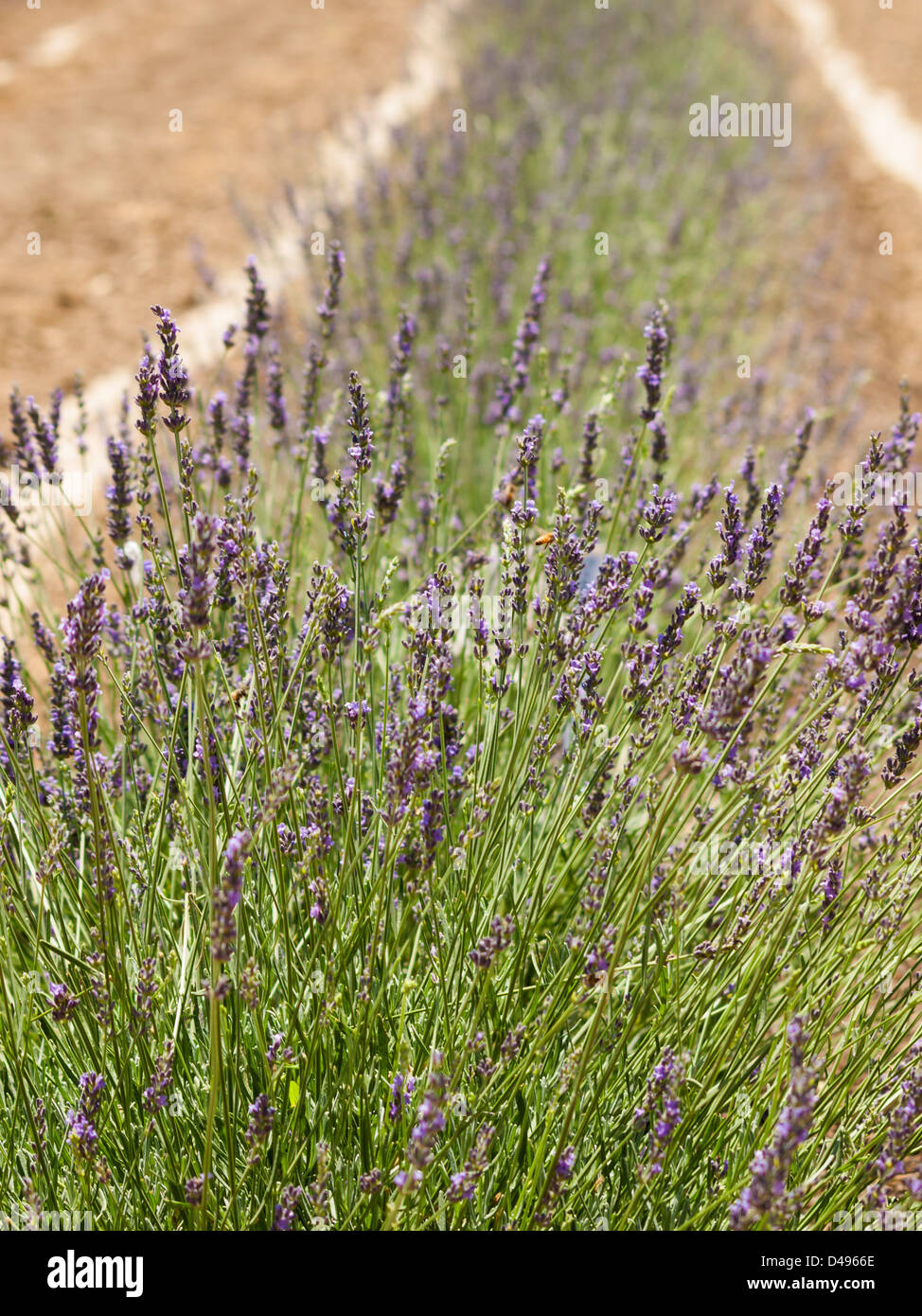 Lavender farm in Palisade, Colorado Stock Photo - Alamy