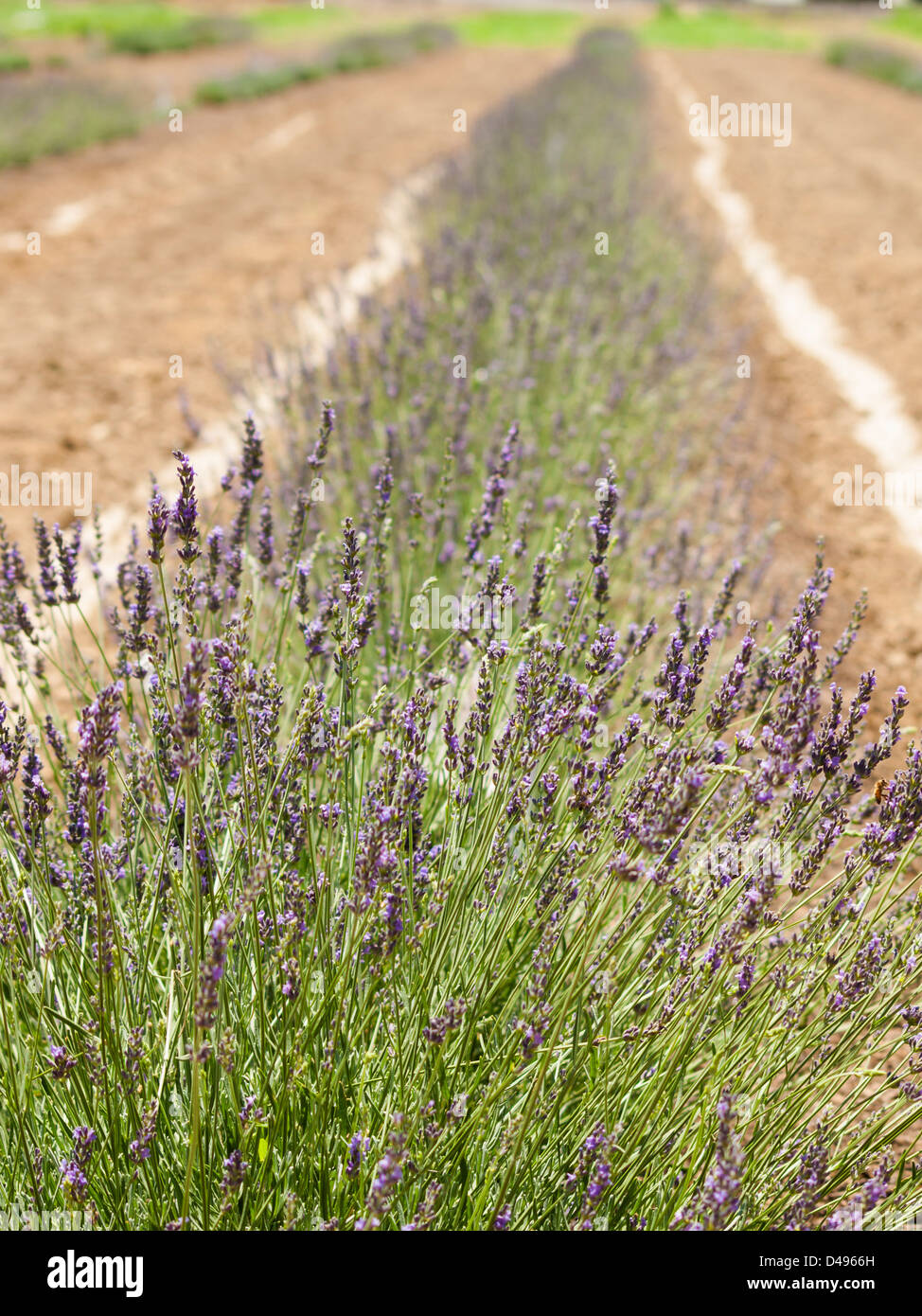 Lavender farm in Palisade, Colorado Stock Photo - Alamy