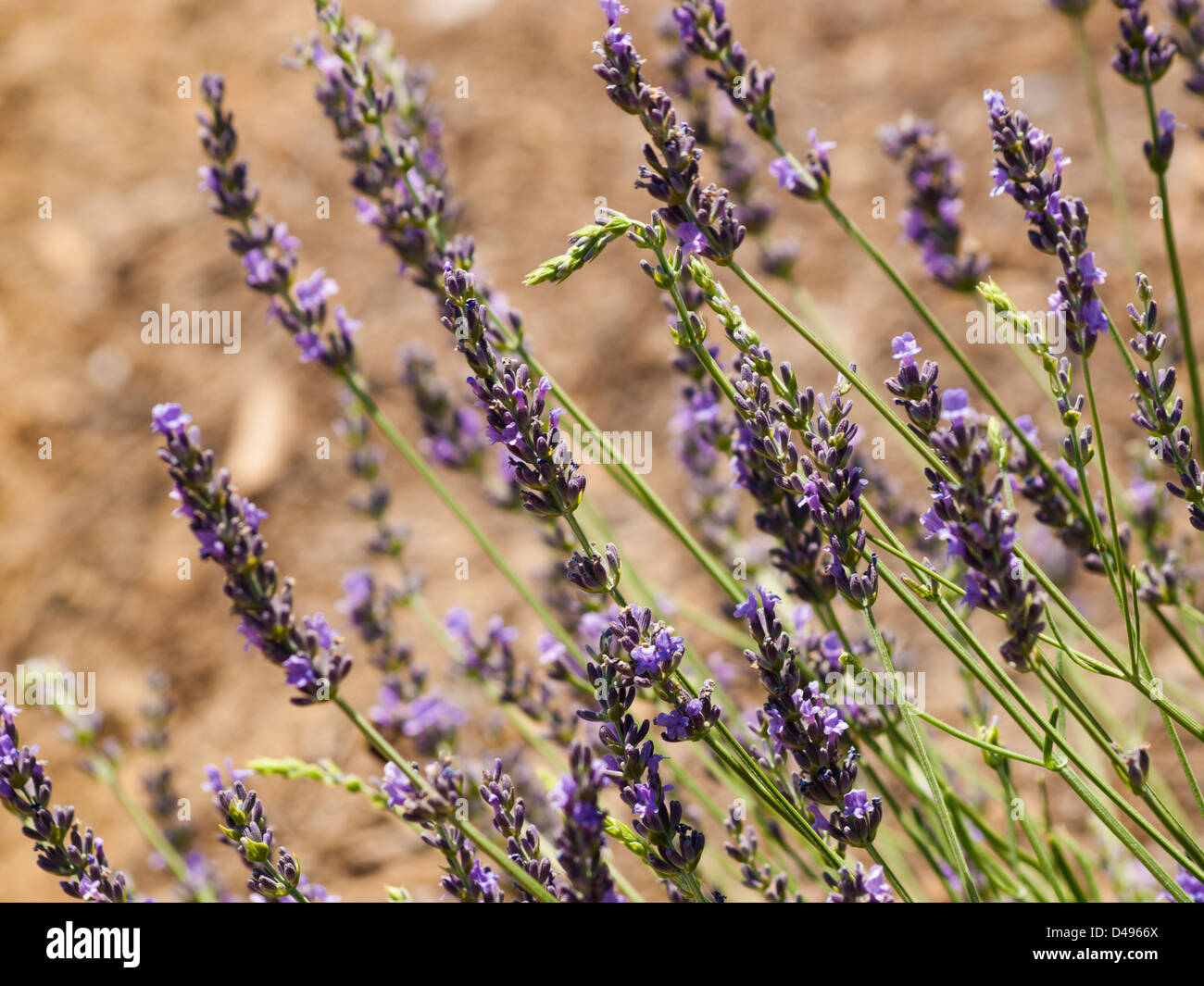 Lavender farm in Palisade, Colorado Stock Photo - Alamy