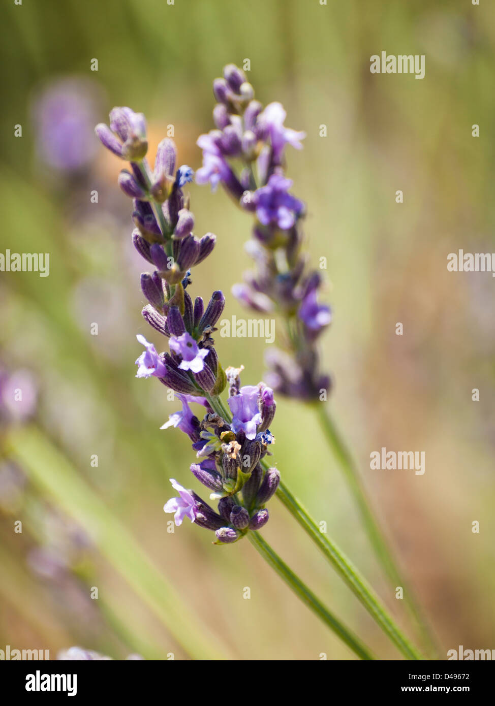 Lavender farm in Palisade, Colorado Stock Photo - Alamy