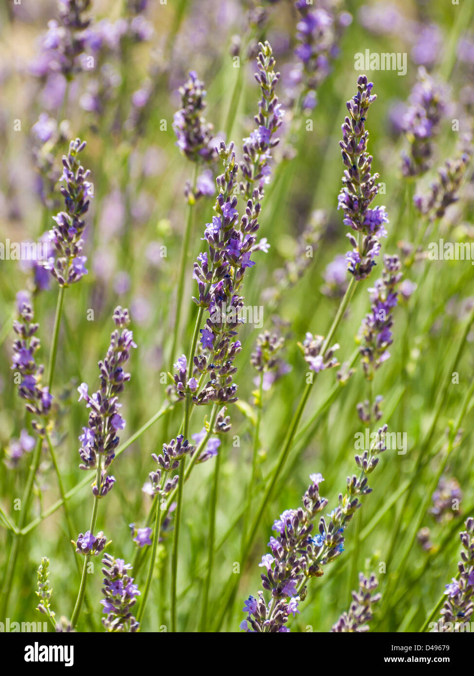 Lavender farm in Palisade, Colorado Stock Photo - Alamy
