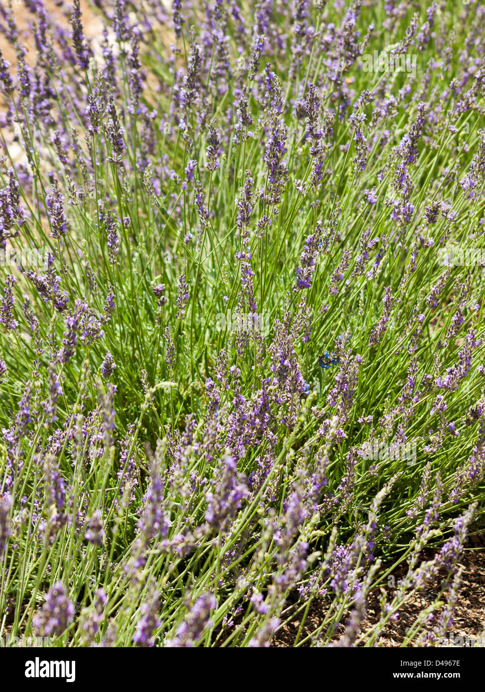 Lavender farm in Palisade, Colorado Stock Photo - Alamy
