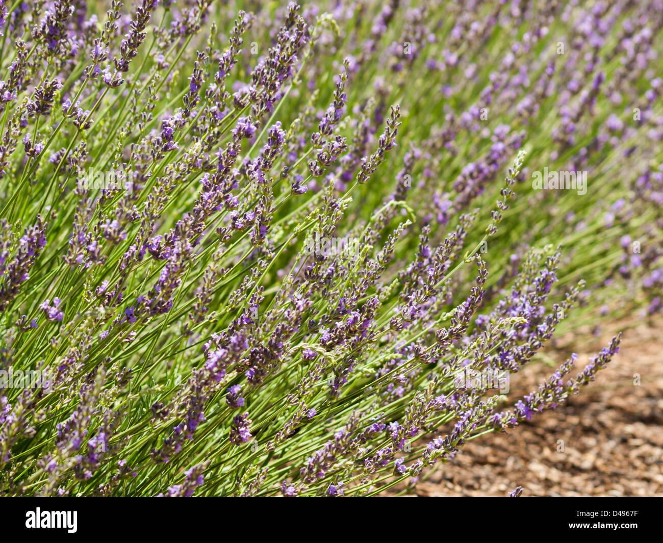 Lavender farm in Palisade, Colorado Stock Photo - Alamy