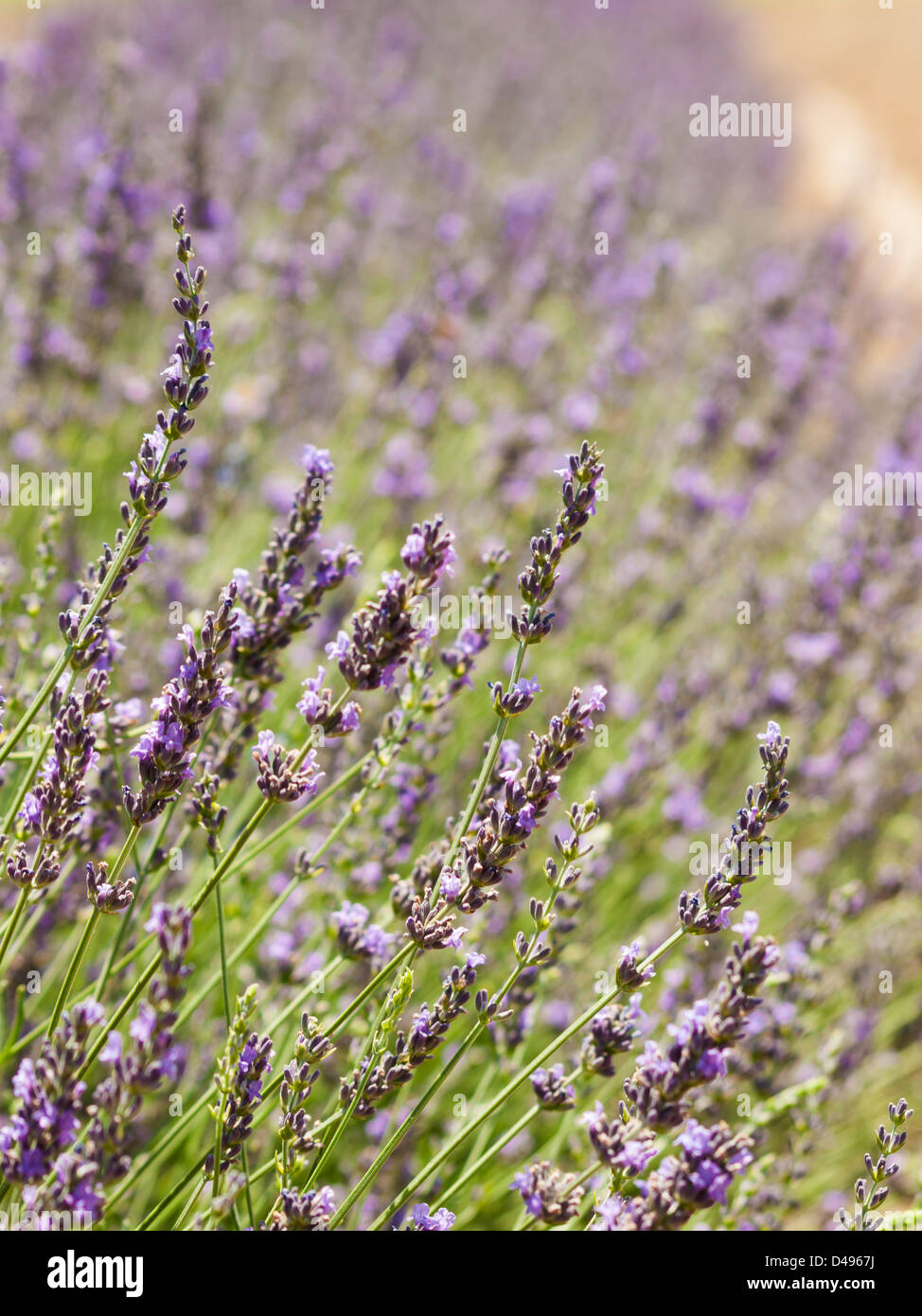 Lavender farm in Palisade, Colorado Stock Photo - Alamy