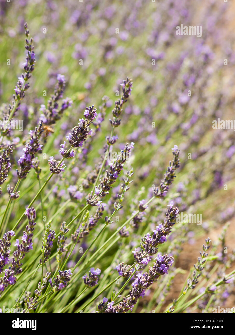 Lavender farm in Palisade, Colorado Stock Photo - Alamy