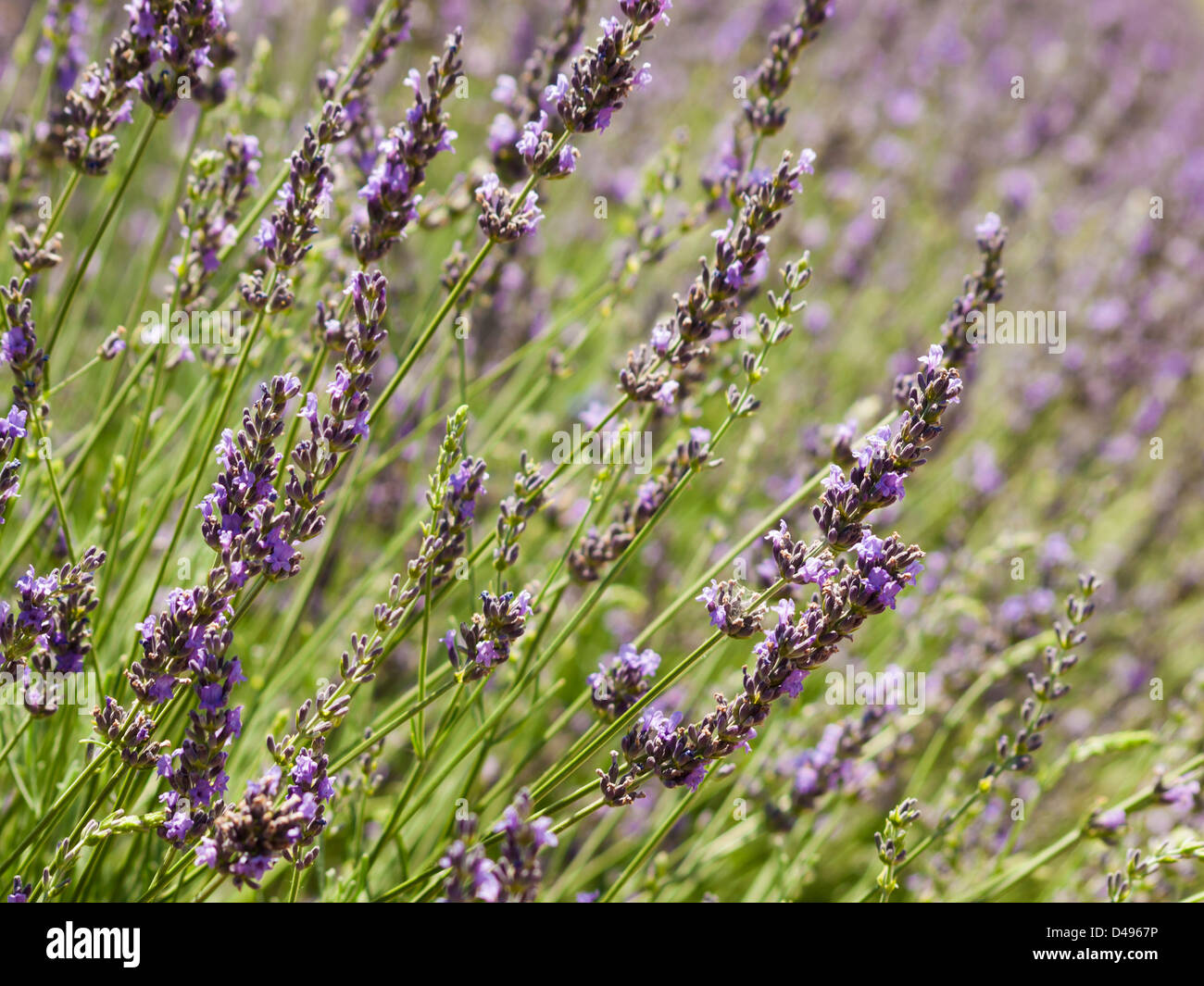Lavender farm in Palisade, Colorado Stock Photo - Alamy