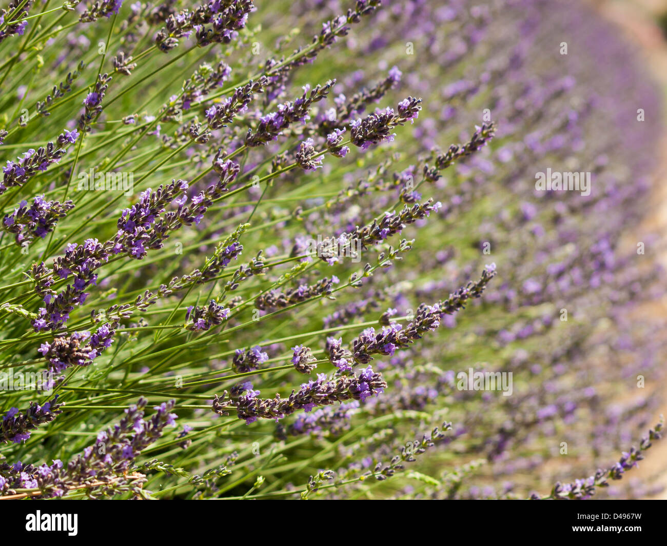 Lavandula grosso hi-res stock photography and images - Alamy
