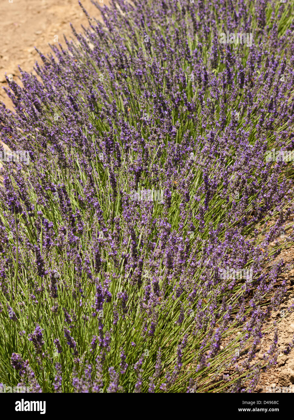 Lavender grosso hi-res stock photography and images - Alamy