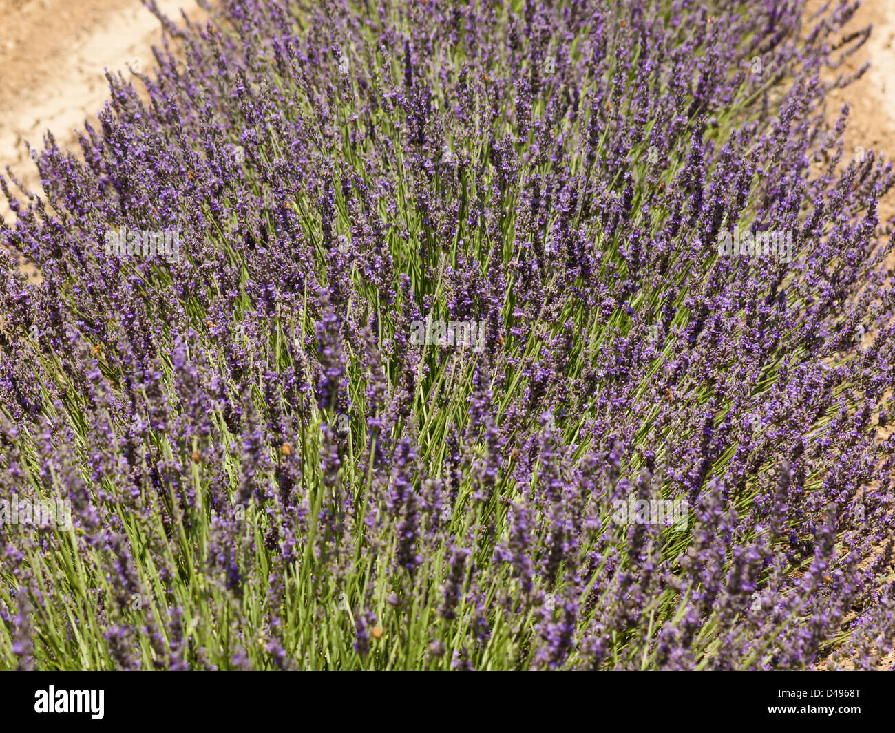 Lavender farm in Palisade, Colorado Stock Photo - Alamy