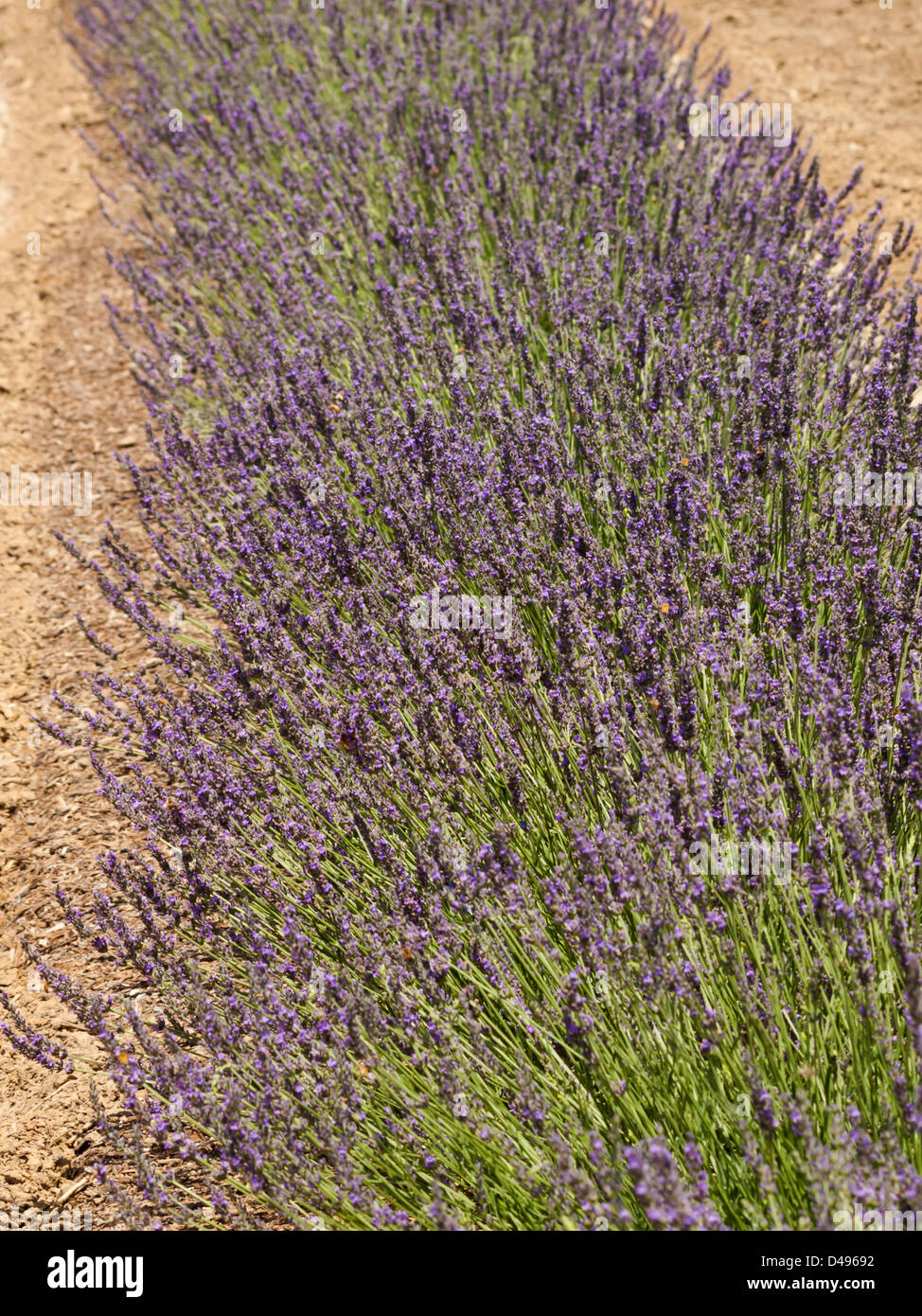 Lavender farm in Palisade, Colorado Stock Photo - Alamy