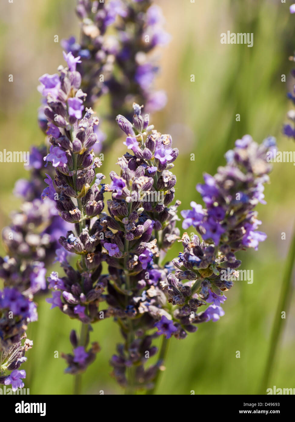 Lavender farm in Palisade, Colorado Stock Photo - Alamy