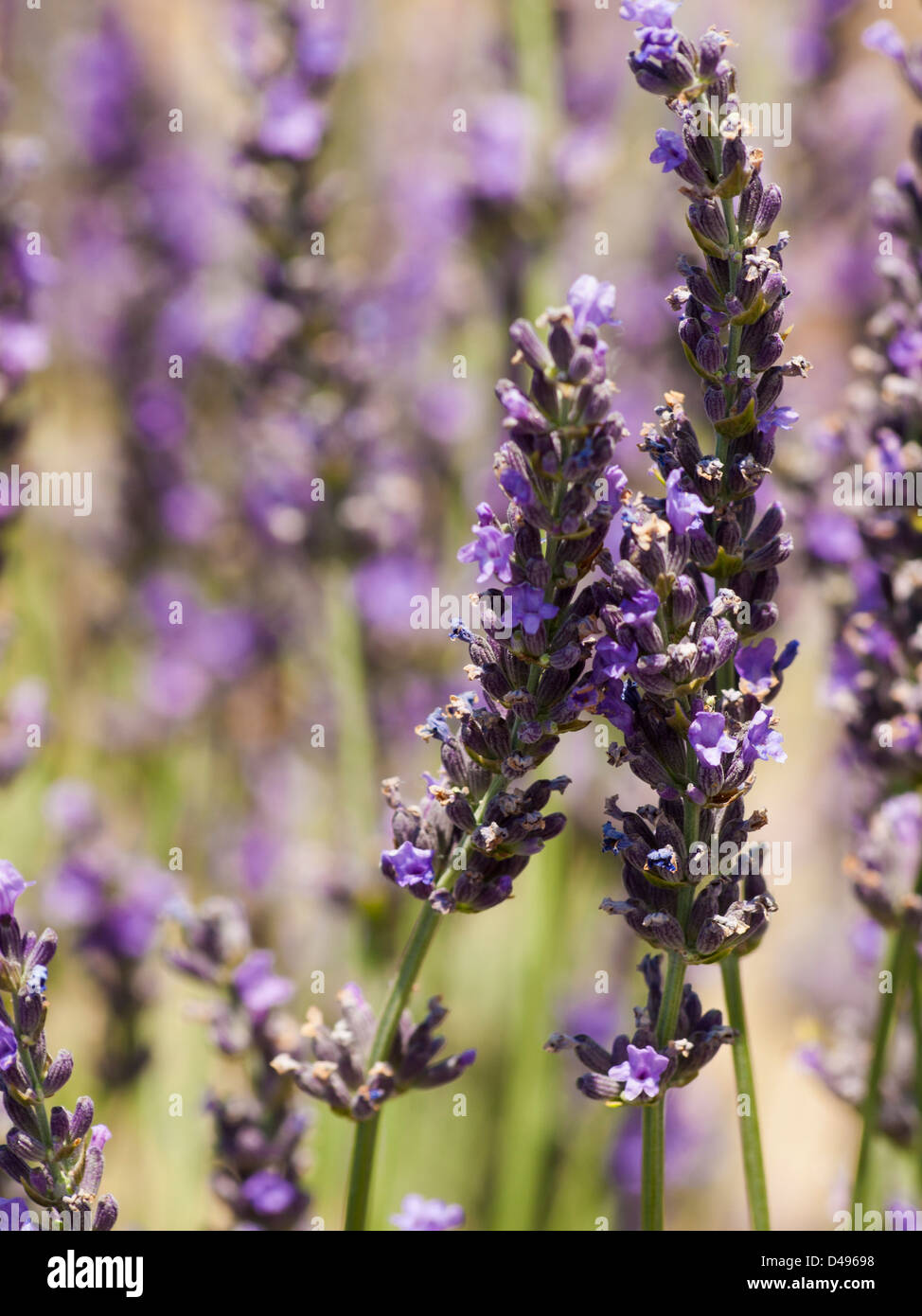 Lavender farm in Palisade, Colorado Stock Photo - Alamy