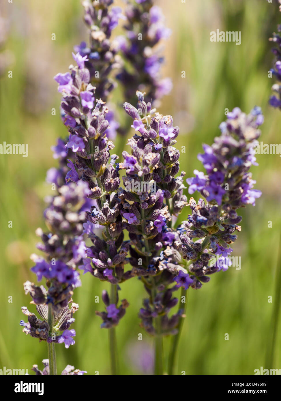 Lavender grosso hi-res stock photography and images - Alamy