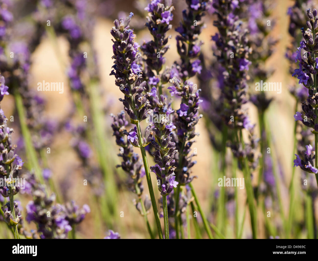 Lavender farm in Palisade, Colorado Stock Photo - Alamy
