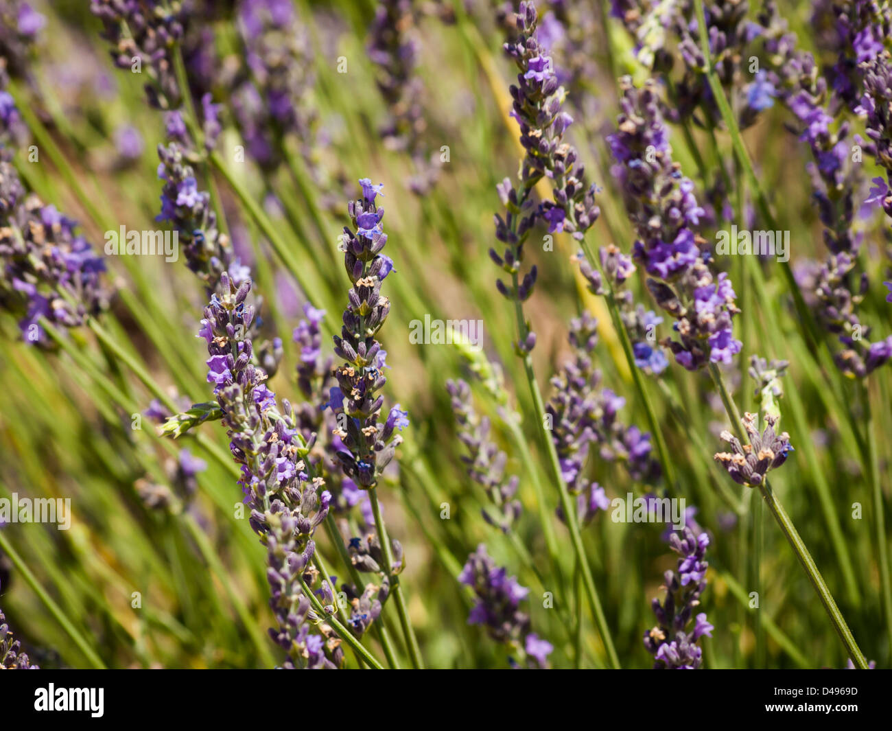 Lavender farm in Palisade, Colorado Stock Photo - Alamy