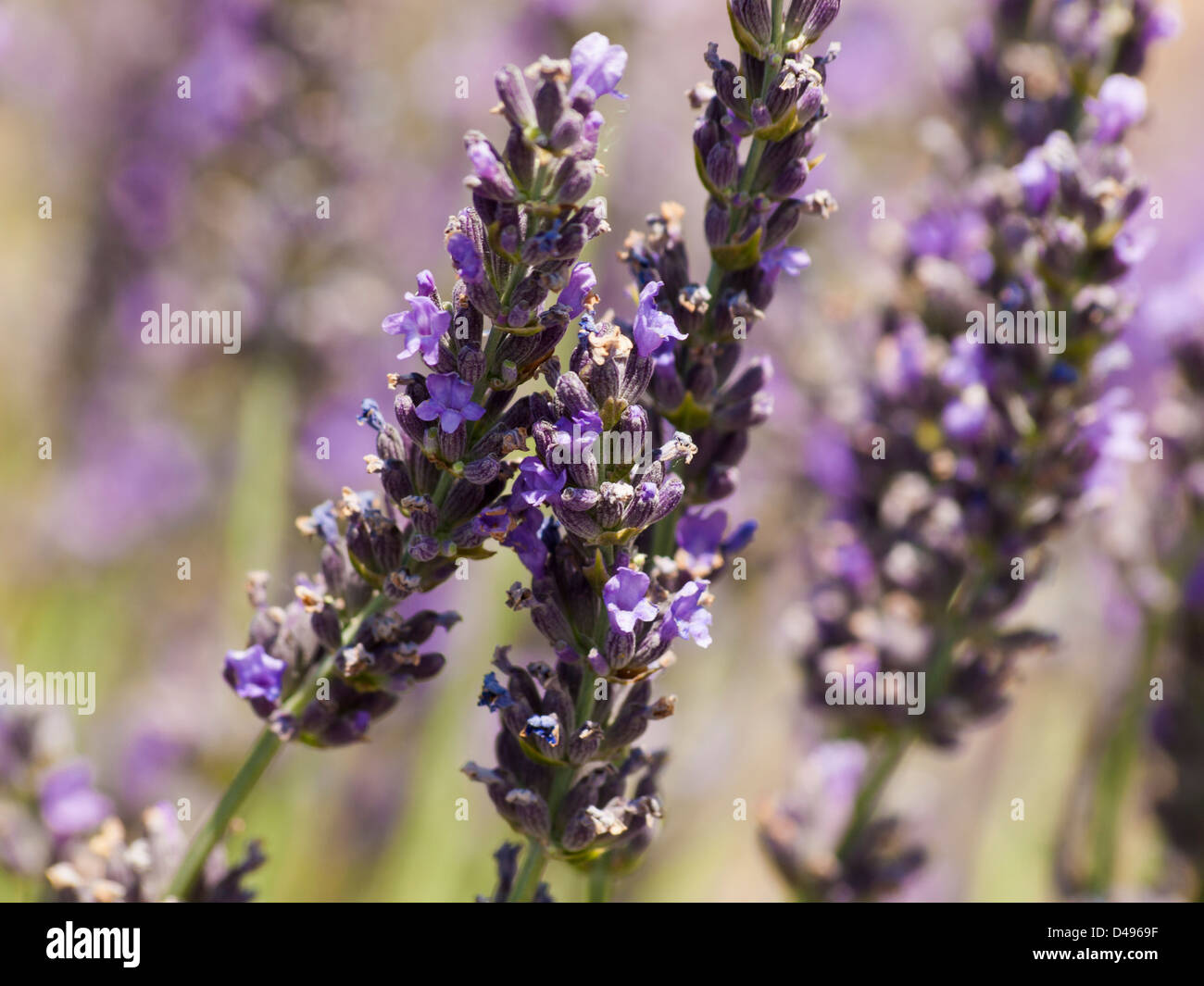 Lavender farm in Palisade, Colorado Stock Photo - Alamy