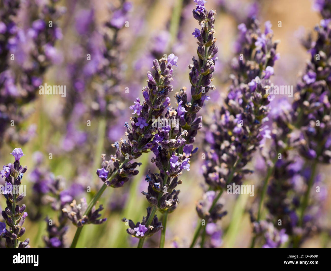Lavender farm in Palisade, Colorado Stock Photo - Alamy