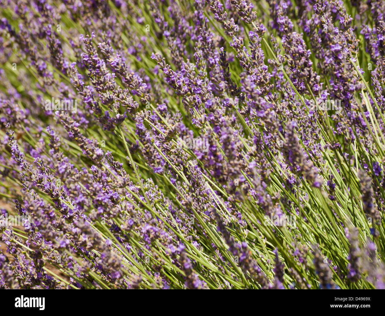 Lavandula Grosso High Resolution Stock Photography and Images - Alamy