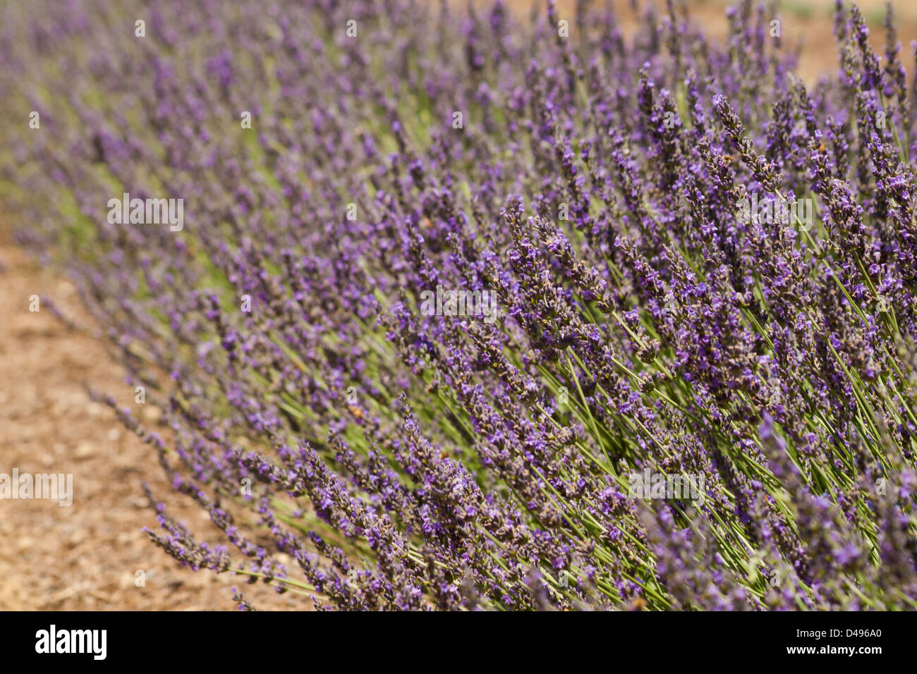 Lavender farm in Palisade, Colorado Stock Photo - Alamy
