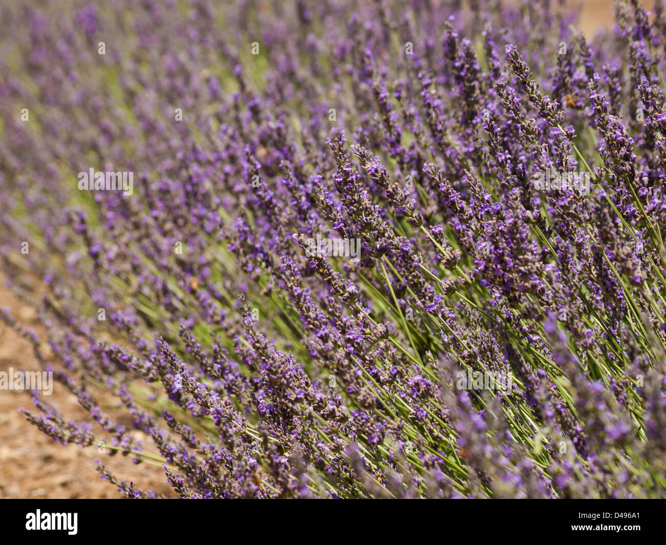 Lavender farm in Palisade, Colorado Stock Photo - Alamy