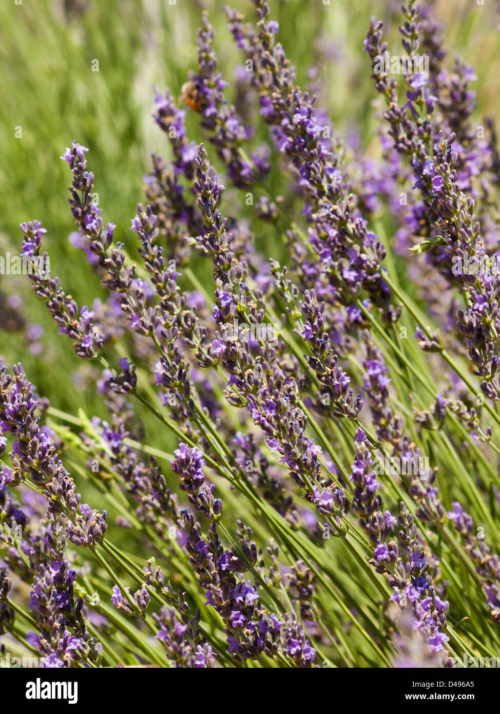Lavender farm in Palisade, Colorado Stock Photo - Alamy