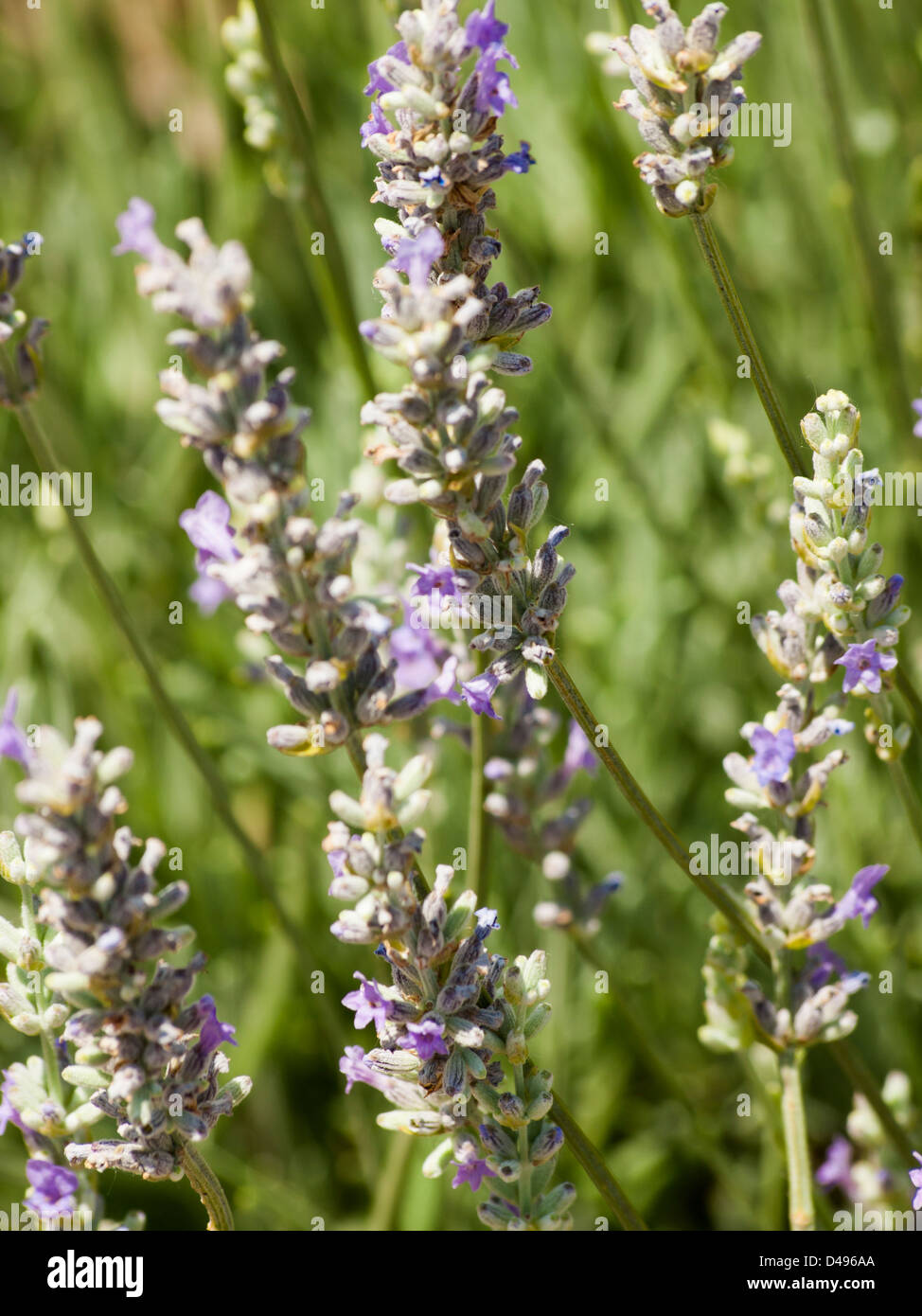 Lavender farm in Palisade, Colorado Stock Photo - Alamy