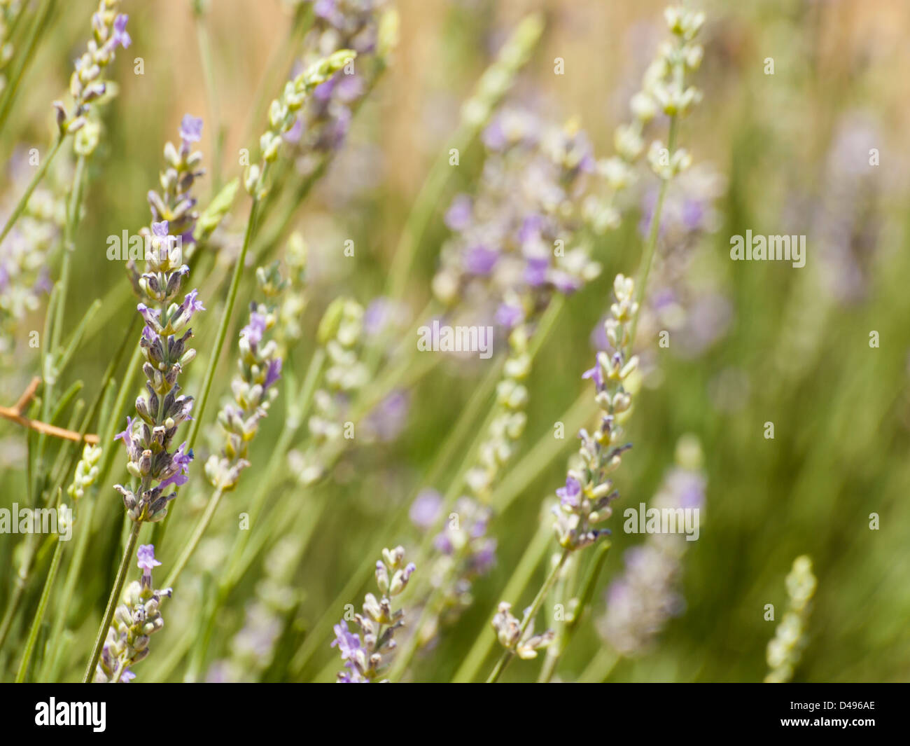 Lavender farm in Palisade, Colorado Stock Photo - Alamy