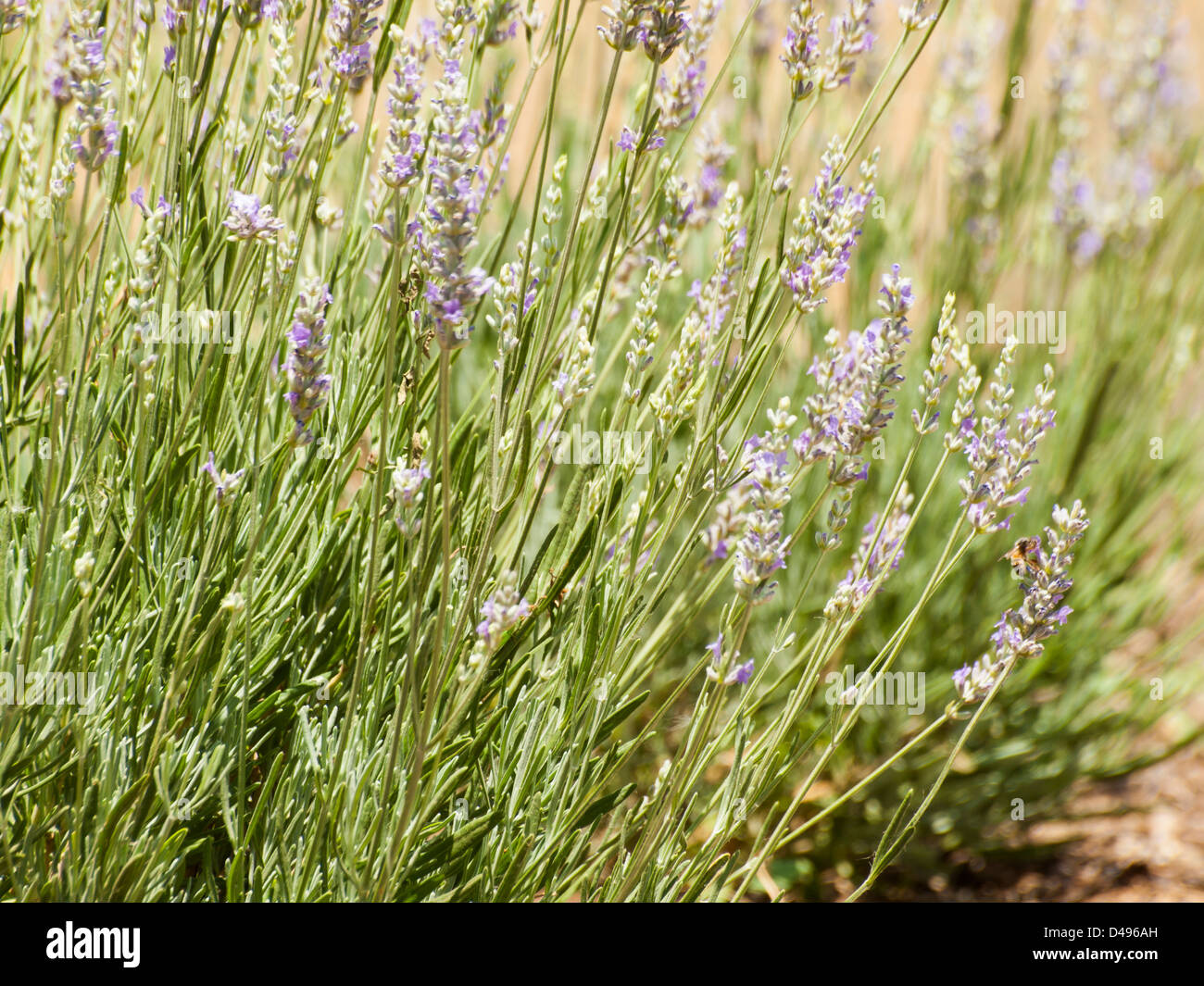 Lavender farm in Palisade, Colorado Stock Photo - Alamy
