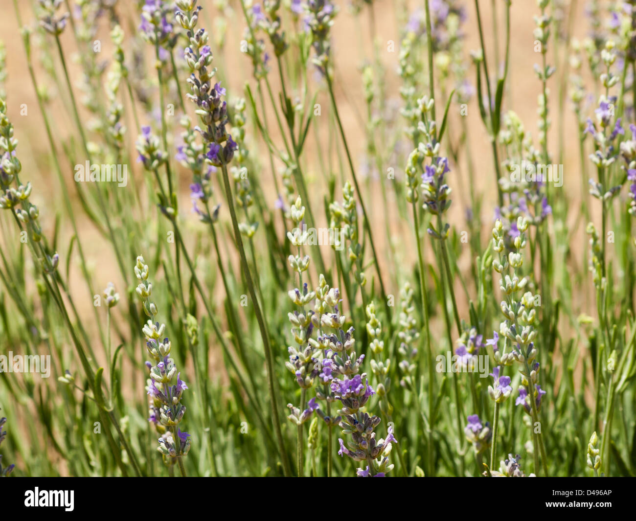 Lavender farm in Palisade, Colorado Stock Photo - Alamy