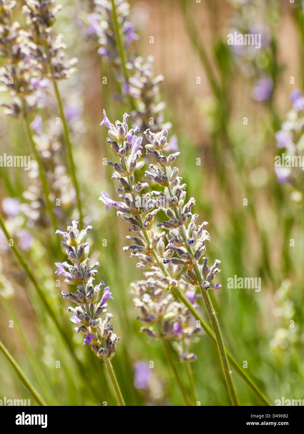 Lavender farm in Palisade, Colorado Stock Photo - Alamy