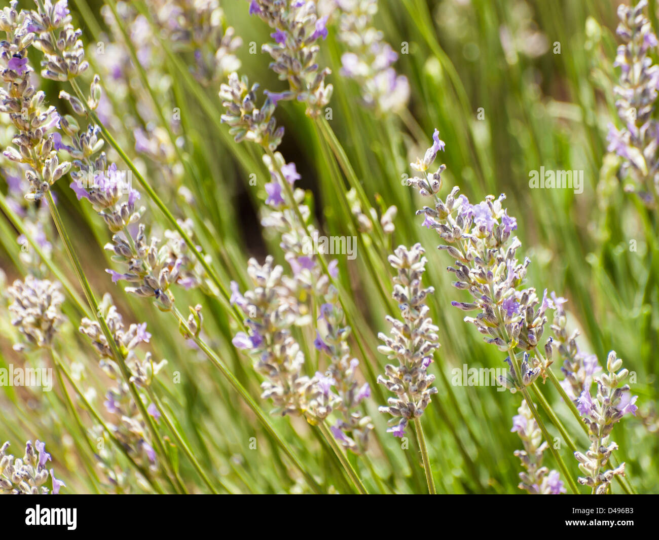 Lavender farm in Palisade, Colorado Stock Photo - Alamy