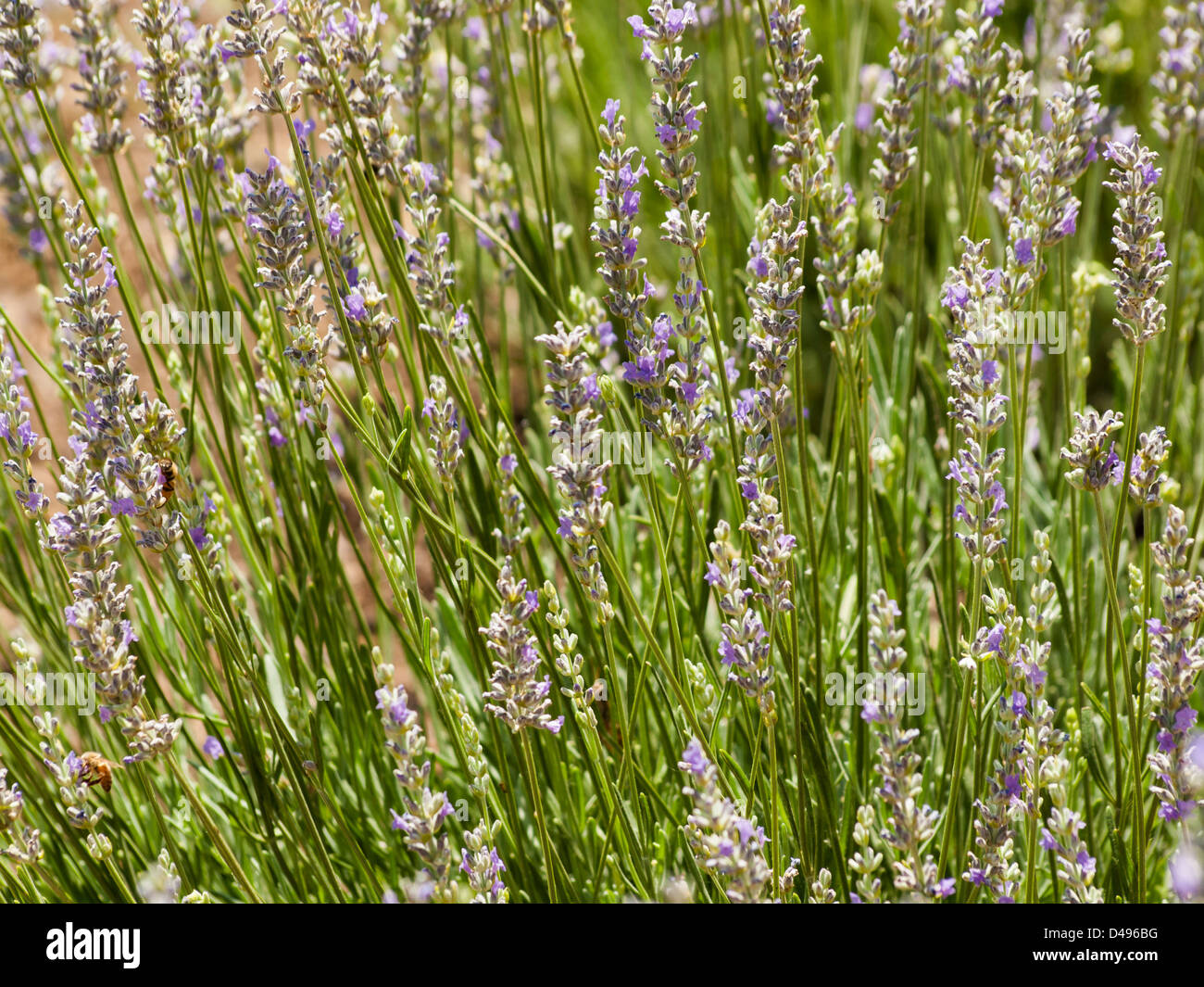 Lavender farm in Palisade, Colorado Stock Photo - Alamy