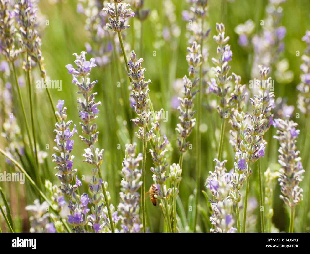 Lavender farm in Palisade, Colorado Stock Photo - Alamy