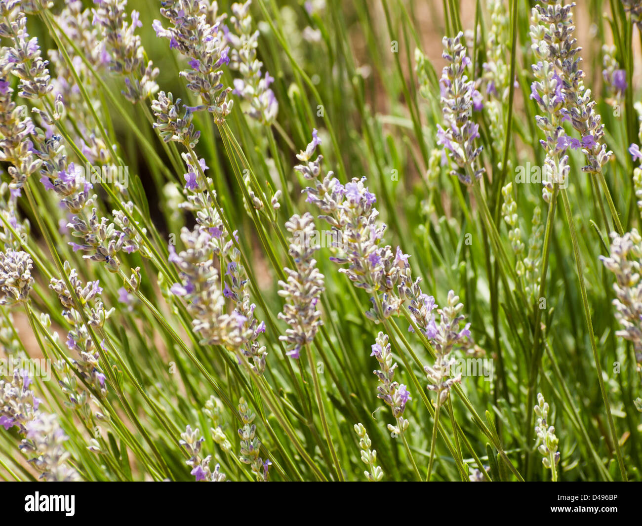 Lavender farm in Palisade, Colorado Stock Photo - Alamy