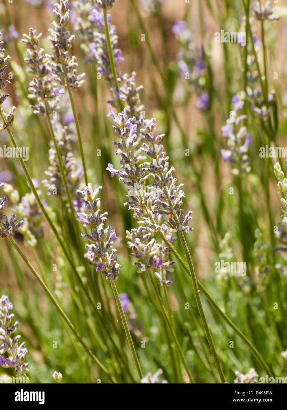 Lavender farm in Palisade, Colorado Stock Photo - Alamy