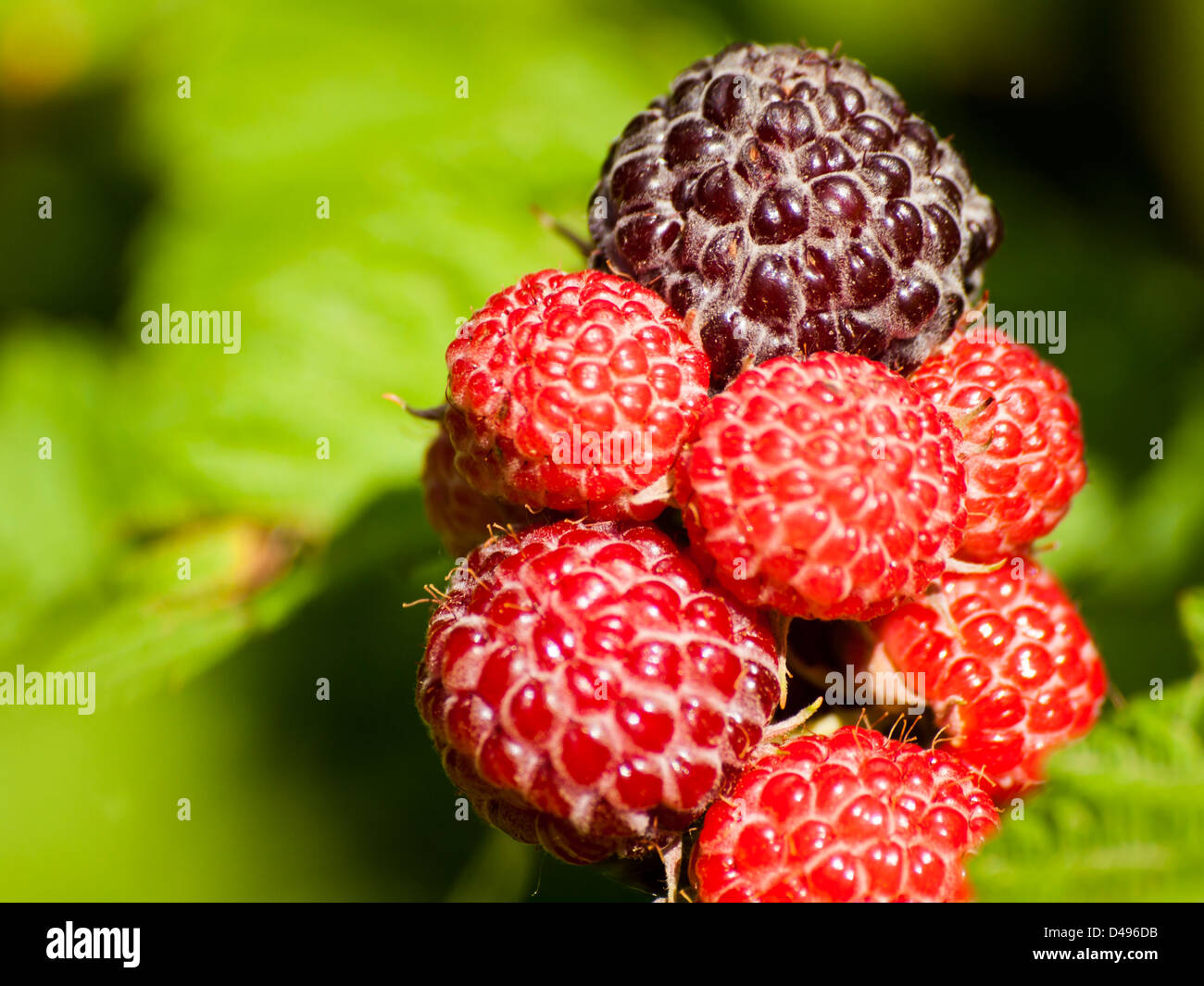 Black raspberry growing in the graden Stock Photo - Alamy
