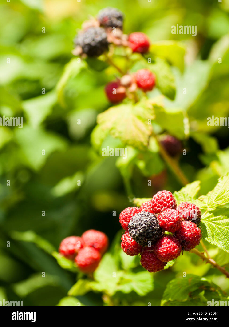 Black raspberry growing in the graden Stock Photo - Alamy